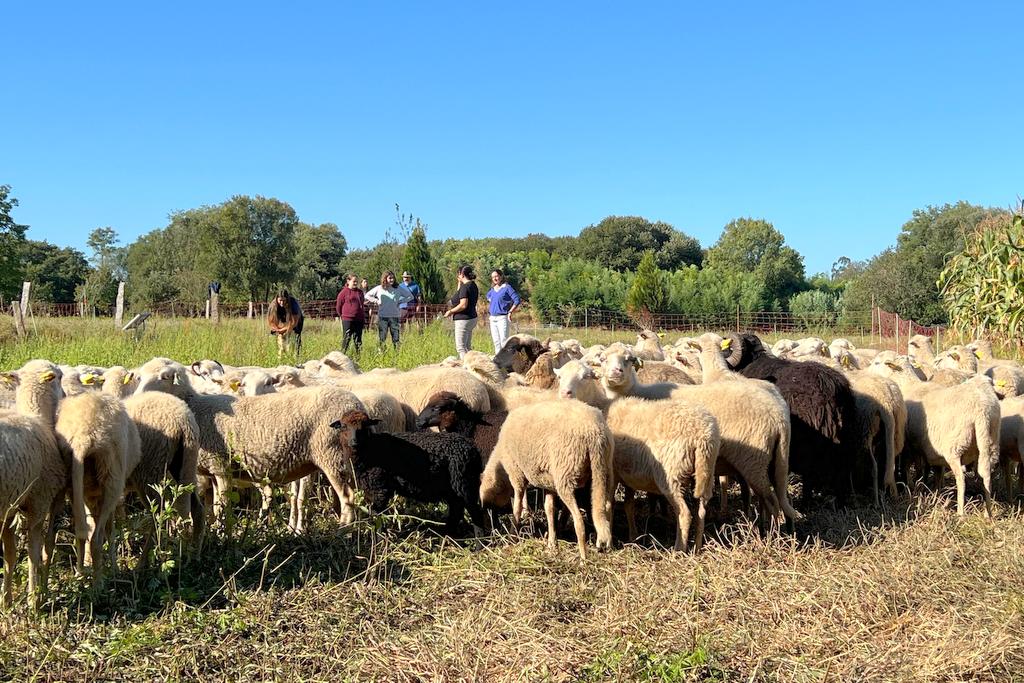 Las ovejas, nuevas aliadas en Tomiño para eliminar la flora exótica ...
